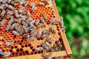 What is trypophobia? What are its symptoms and causes? | dengem